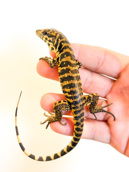 Gold Tegu Columbian Tegus by Hagerstown Scales & Tails