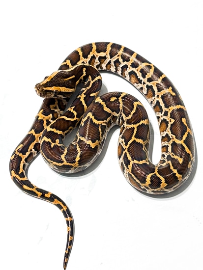 Burmese Python Het Caramel by Hagerstown Scales & Tails