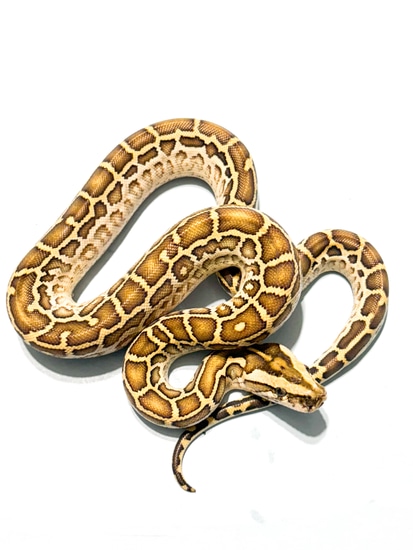 Hypo Burmese Python by Hagerstown Scales & Tails