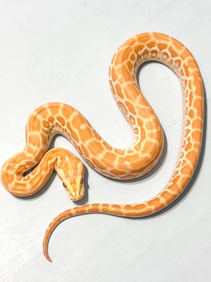 Pearl Burmese Python by Hagerstown Scales & Tails