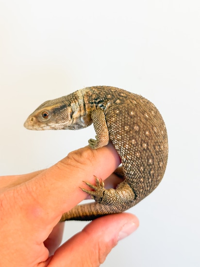 Savannah Monitor by Hagerstown Scales & Tails