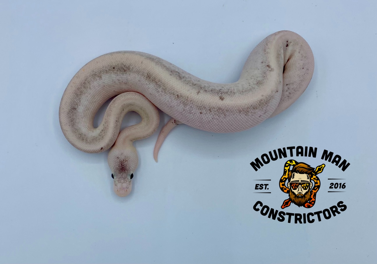Cinnamon Champagne Spark Ball Python by Mountain Man Constrictors LLC ...