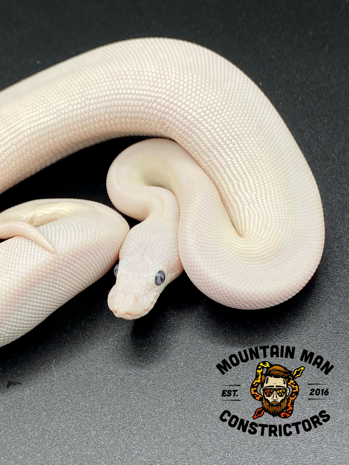 Firefly Mojave Lesser Ball Python by Mountain Man Constrictors LLC ...