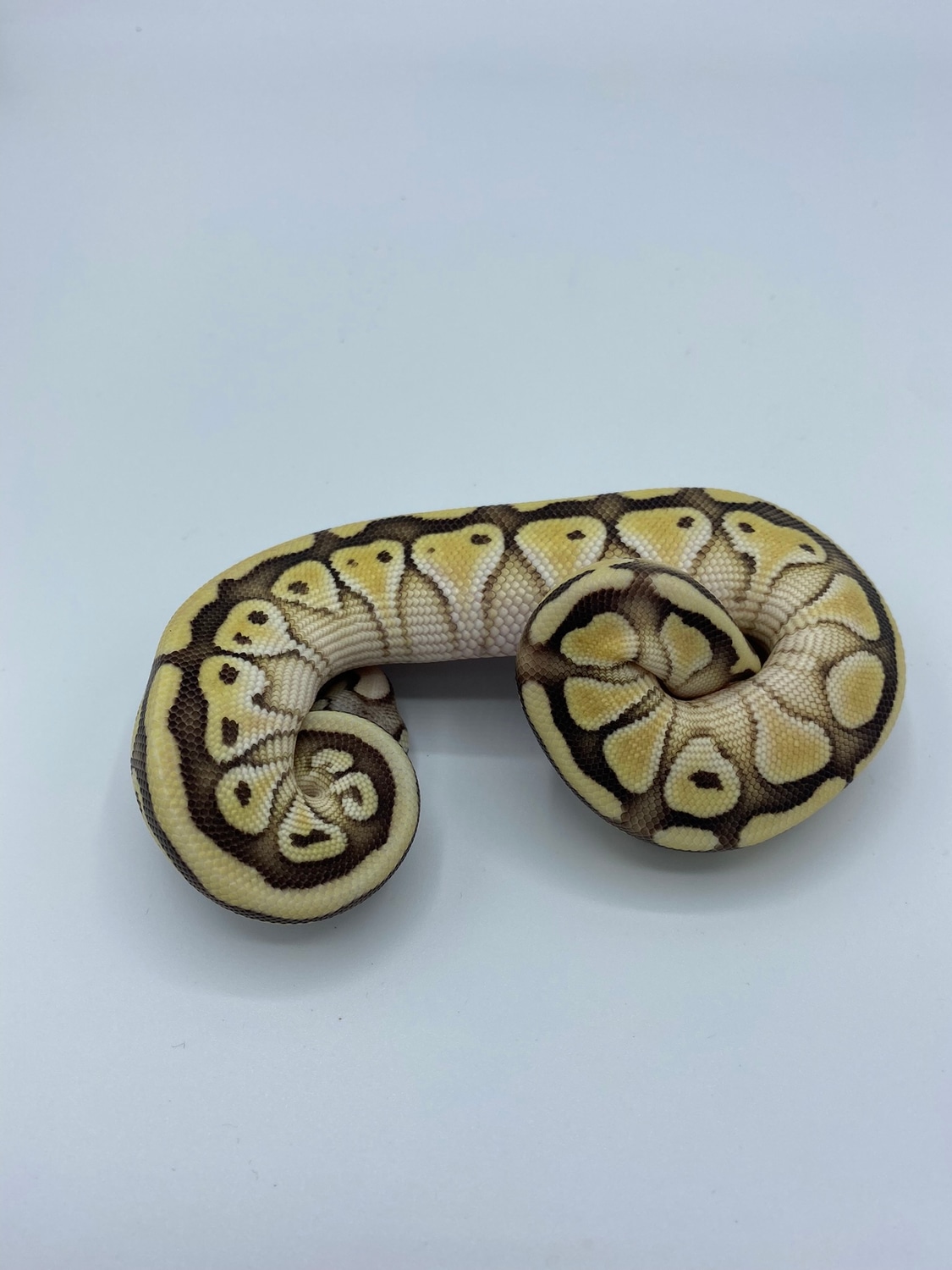 Pastel Lesser Het Clown Ball Python by Mountain Man Constrictors LLC ...