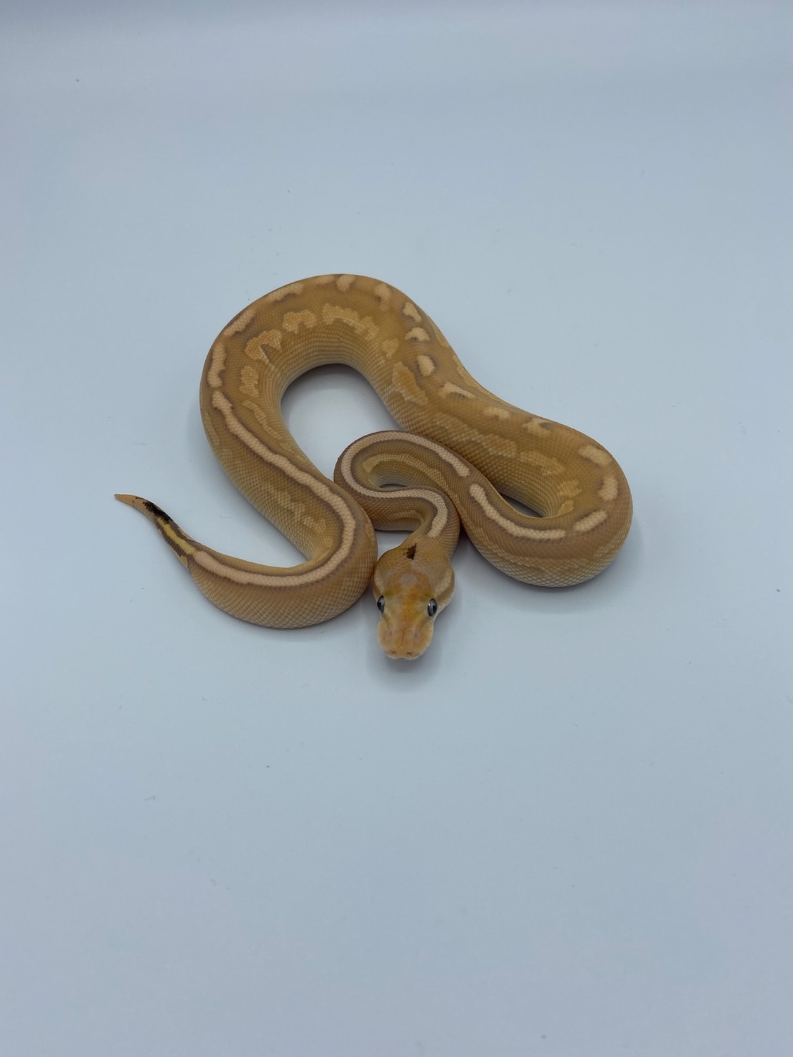 Coral Glow Black Pewter Lesser Het Pied Paradox Ball Python by Mountain ...