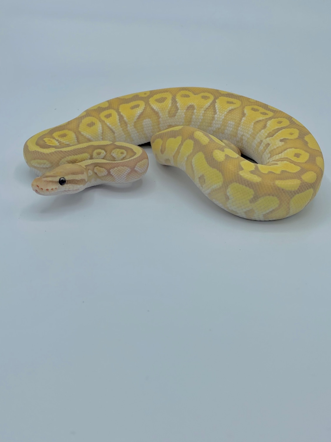 Coral Glow Pastel Lesser 50% Het Pied Ball Python by Mountain Man ...