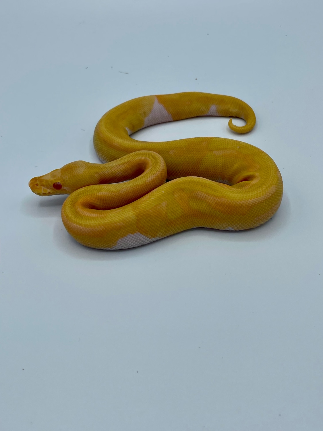 Super Enchi Albino Pied Ball Python by Mountain Man Constrictors LLC ...