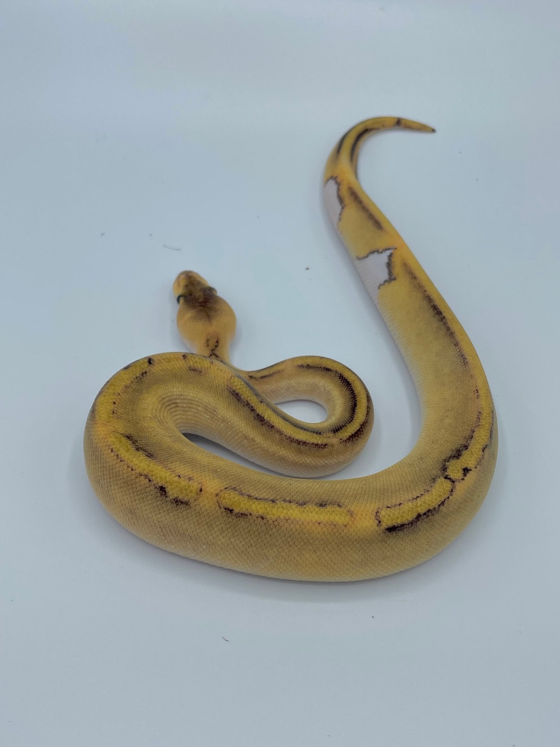 Champagne Enchi Het Pied 50% Het Clown Ball Python by Mountain Man ...