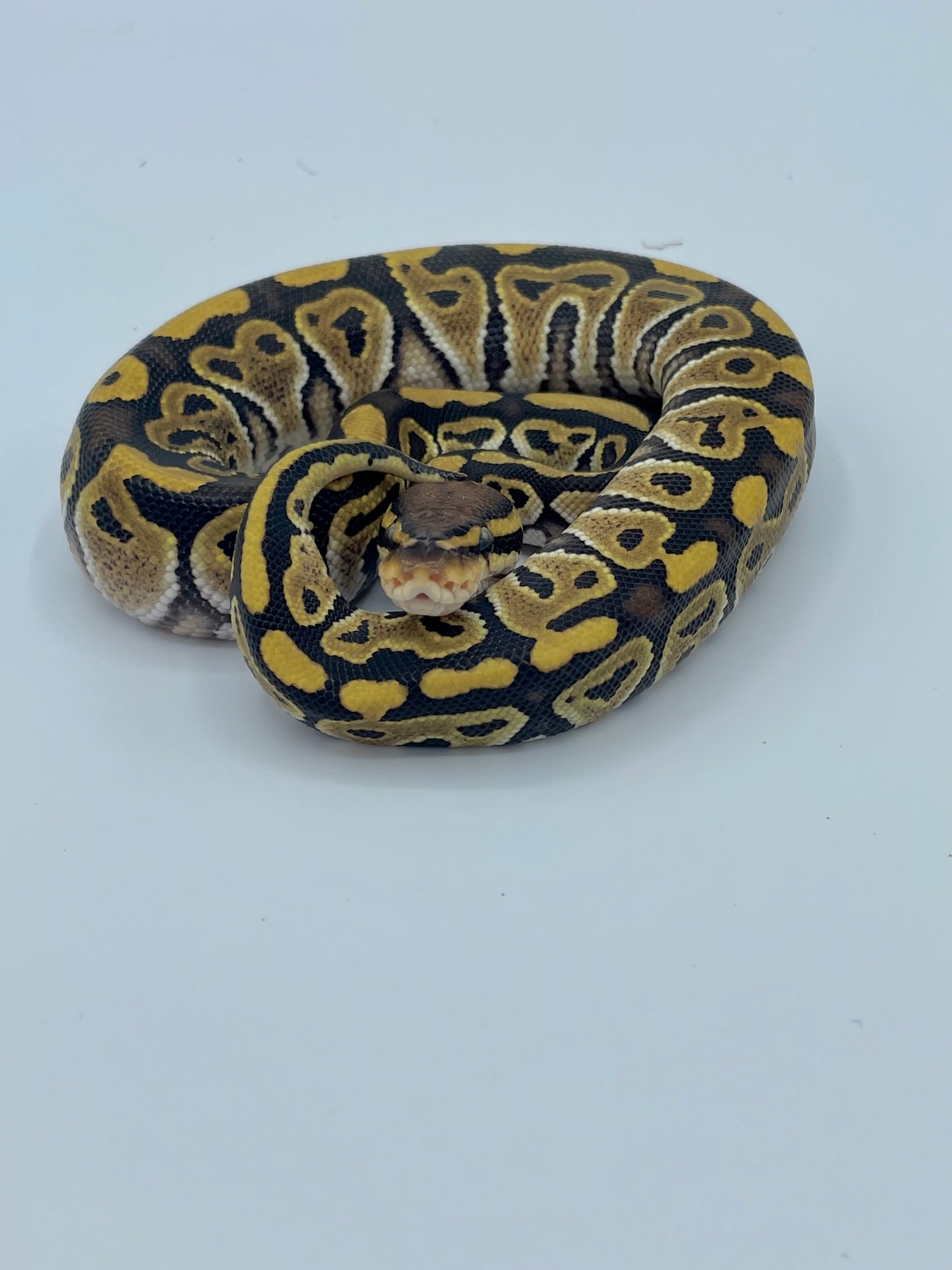 Special Het Clown Ball Python by Mountain Man Constrictors LLC ...