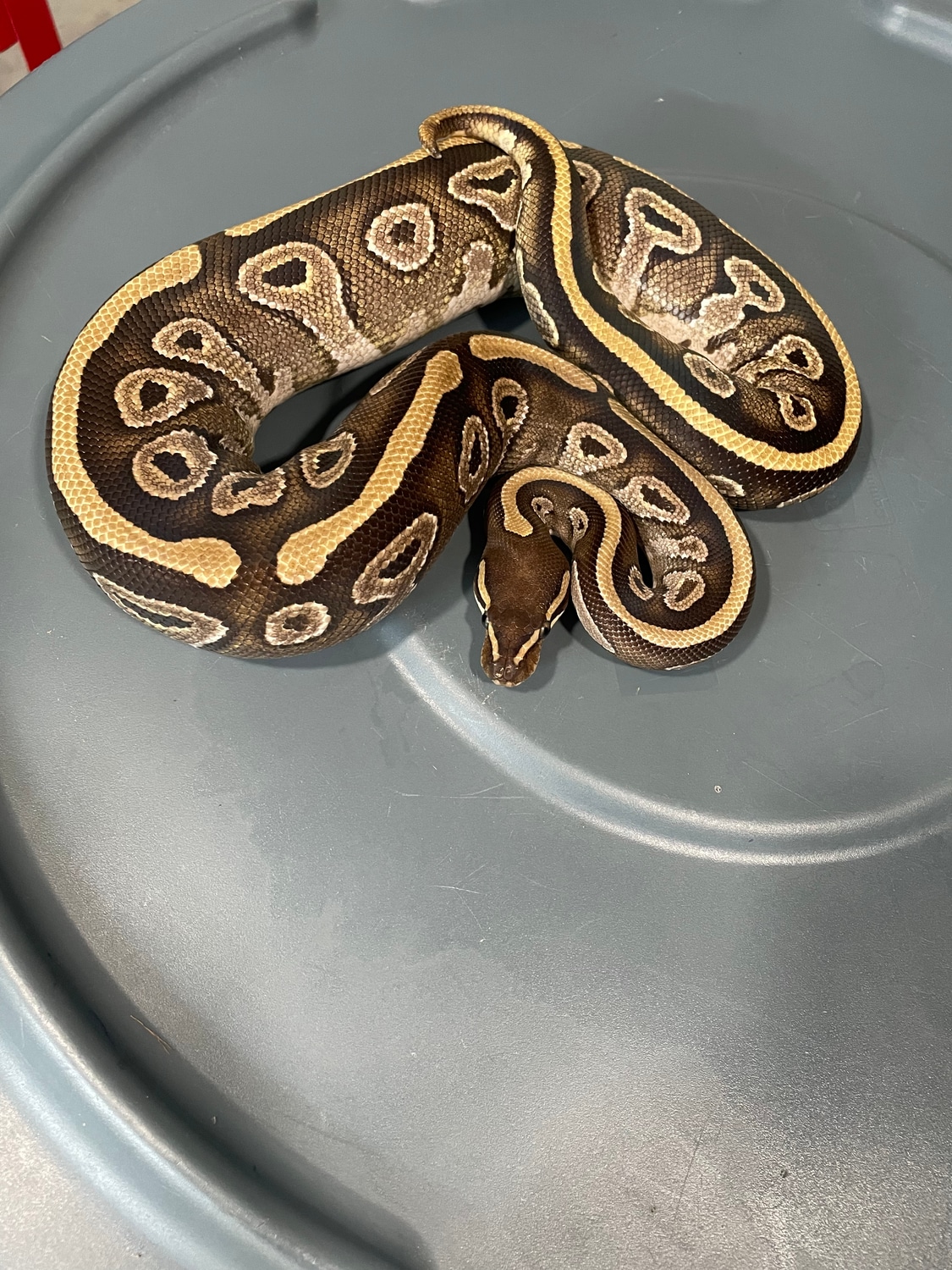 Mojave Het Pied 50% Het Clown Ball Python by Mountain Man Constrictors ...