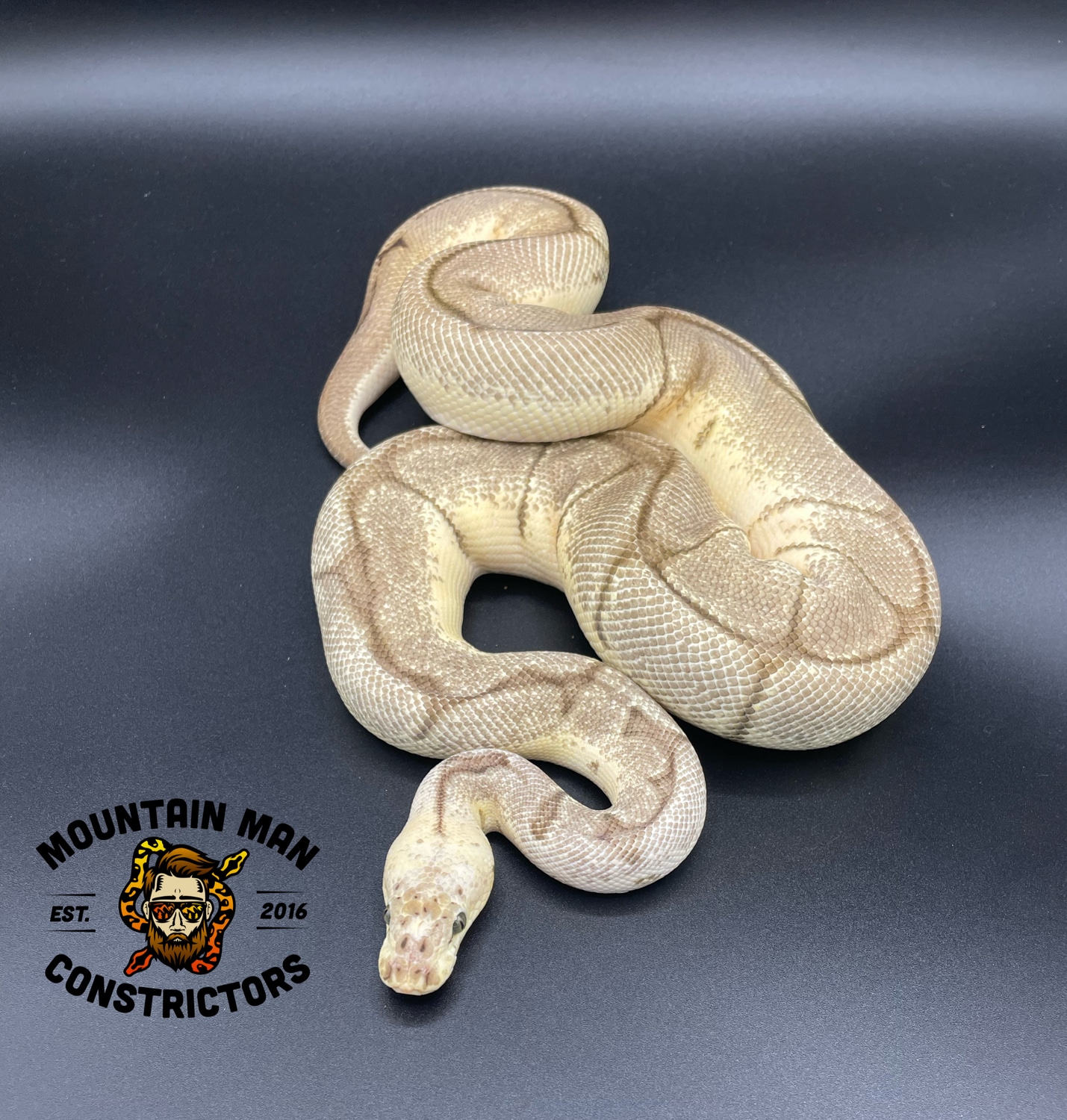 Bumblebee Clown Ball Python by Mountain Man Constrictors LLC - MorphMarket
