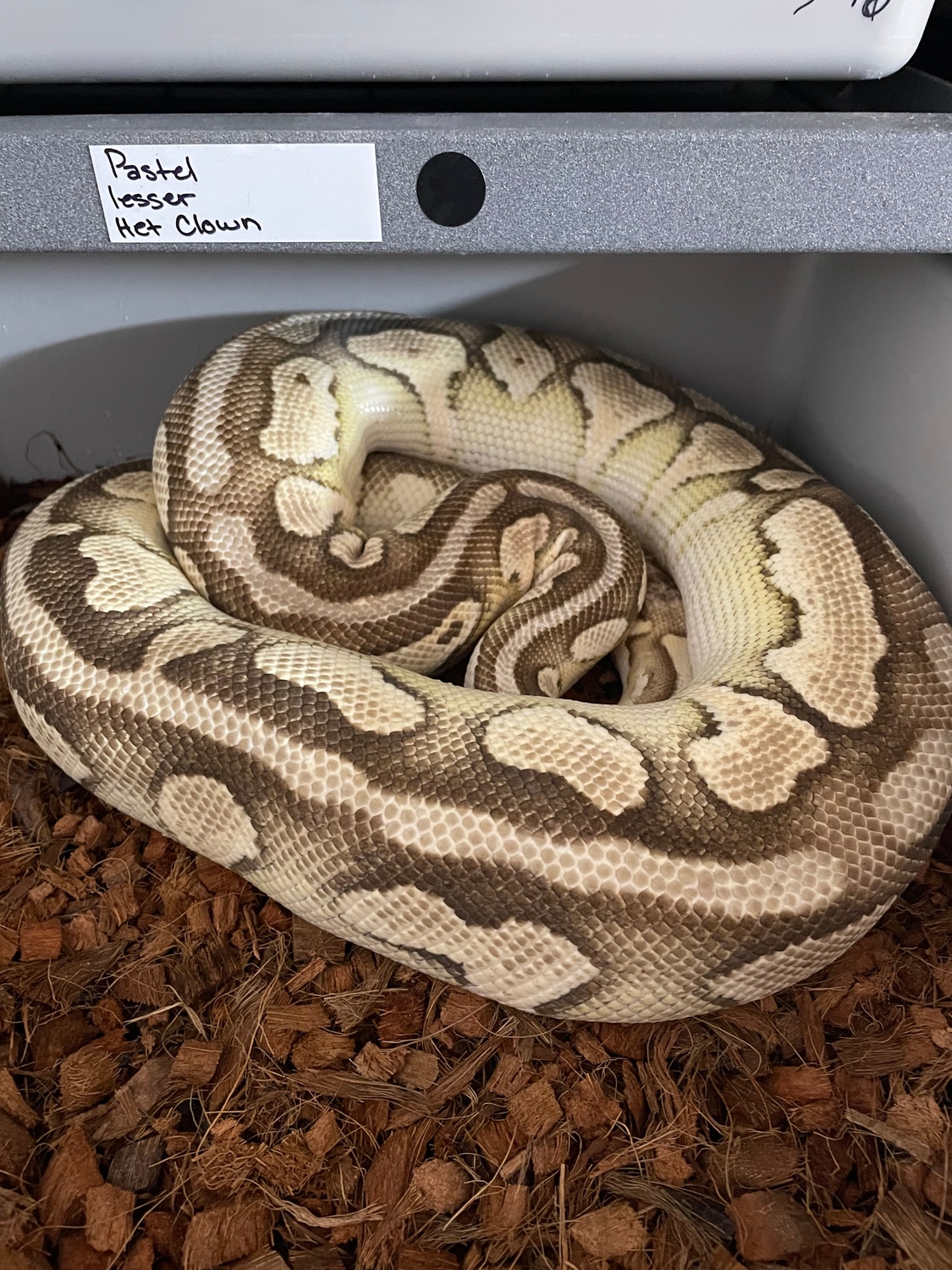Pastel Lesser Het Clown Ball Python by Mountain Man Constrictors LLC ...