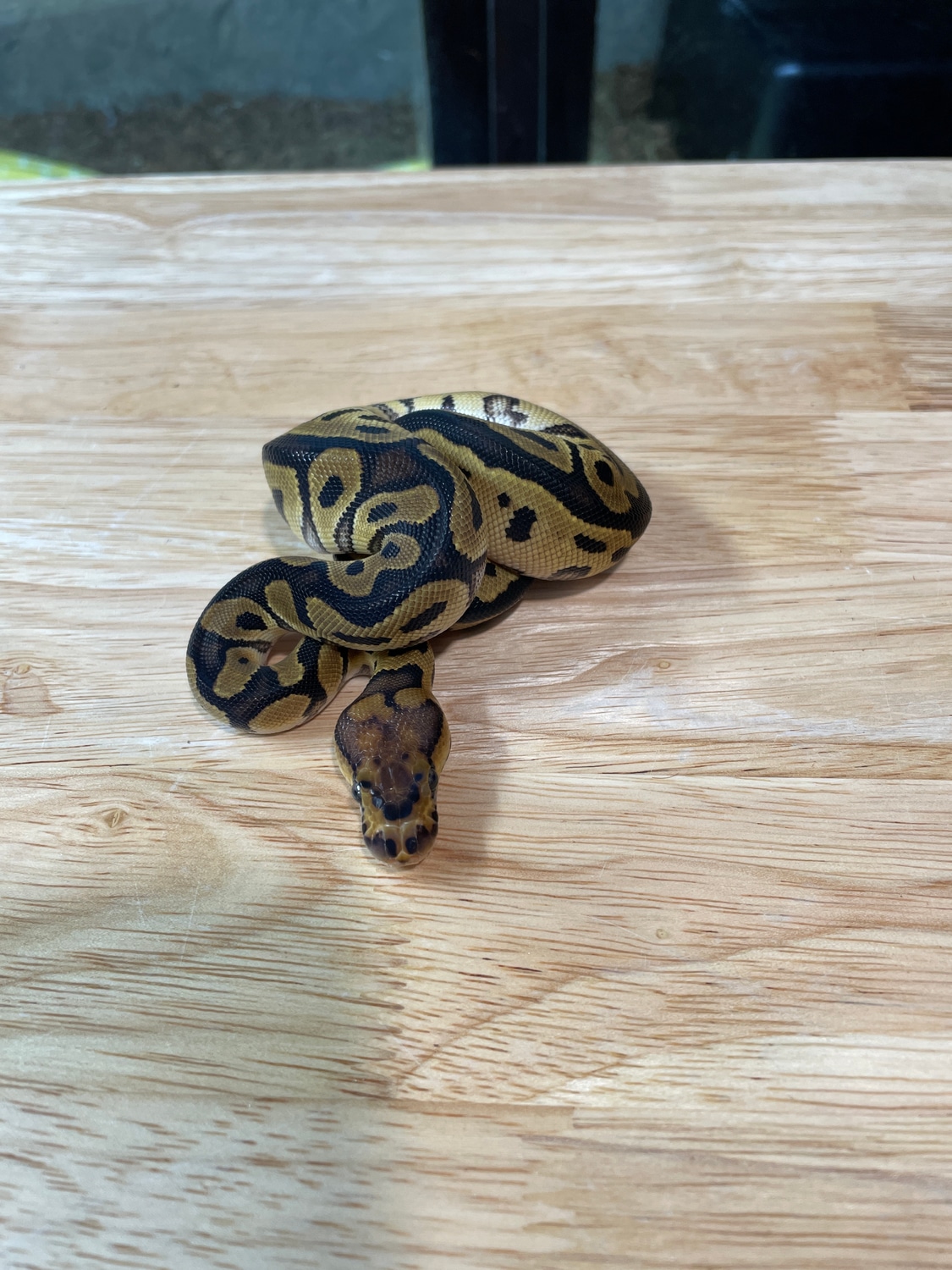 Clown 50% Het Piebald Ball Python by Mountain Man Constrictors LLC ...