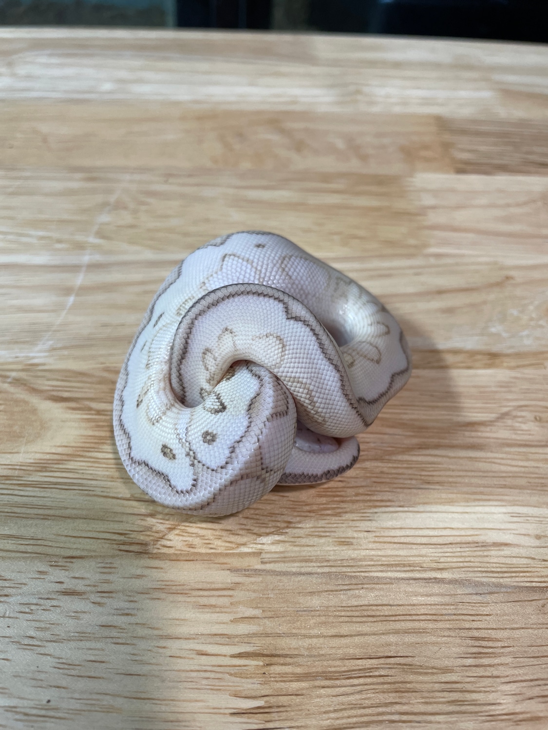 Spotnose Pastel Lesser Clown 50% Het Piebald Ball Python by Mountain ...