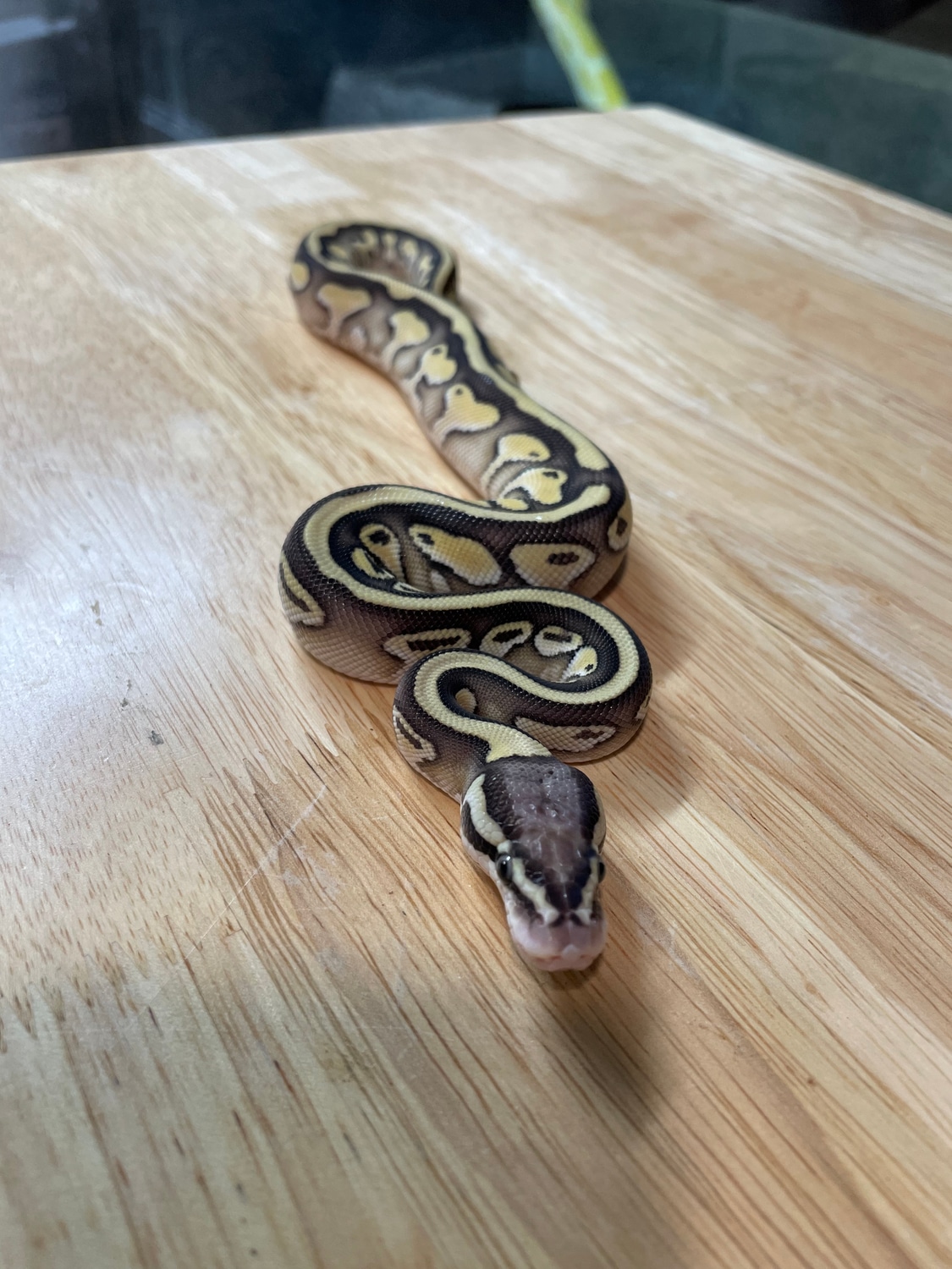 Pastel Lesser Red Stripe Het Clown 50% Het Piebald Ball Python by ...