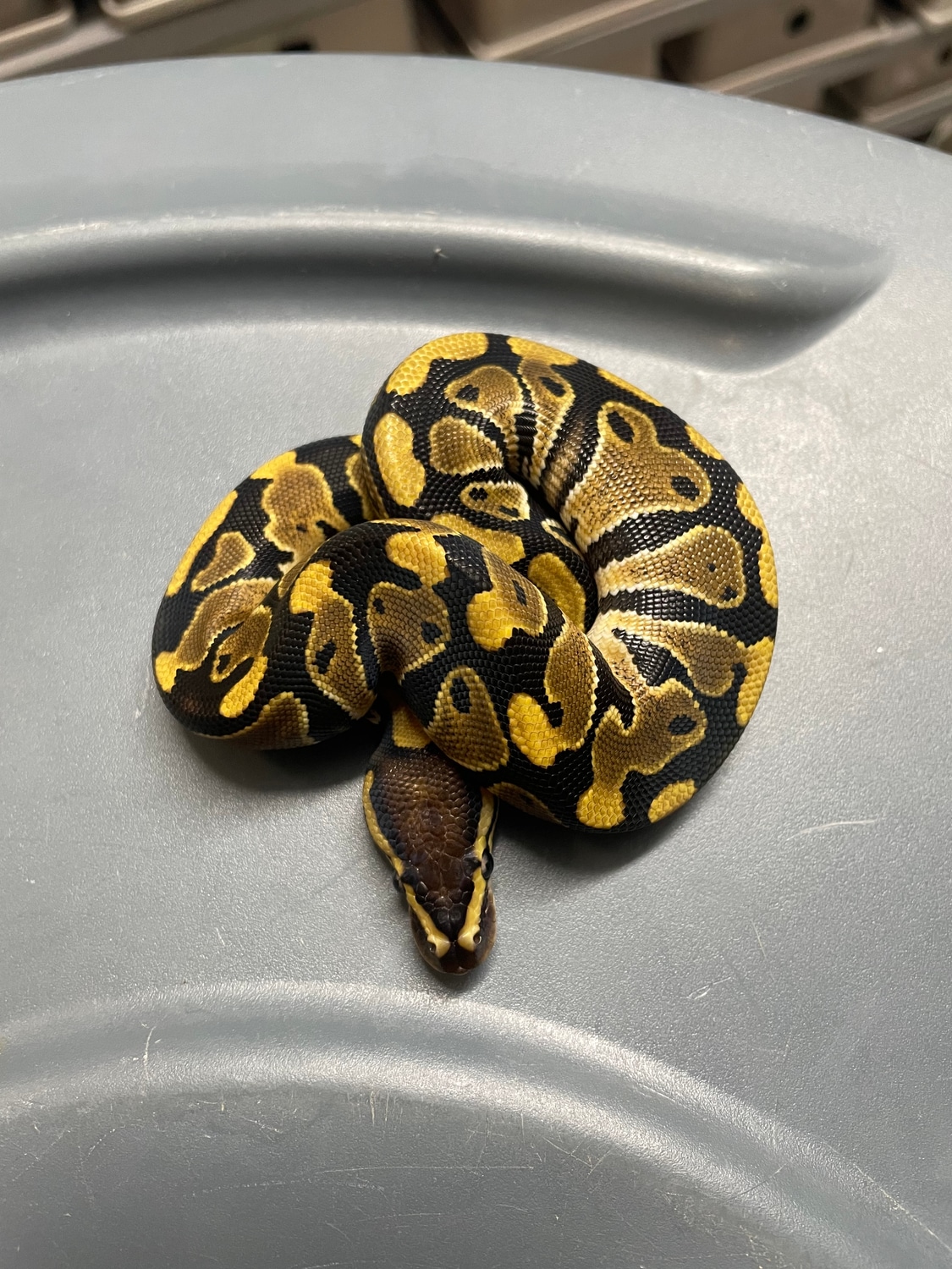 Het Clown 50% Het Piebald Ball Python by Mountain Man Constrictors LLC - MorphMarket