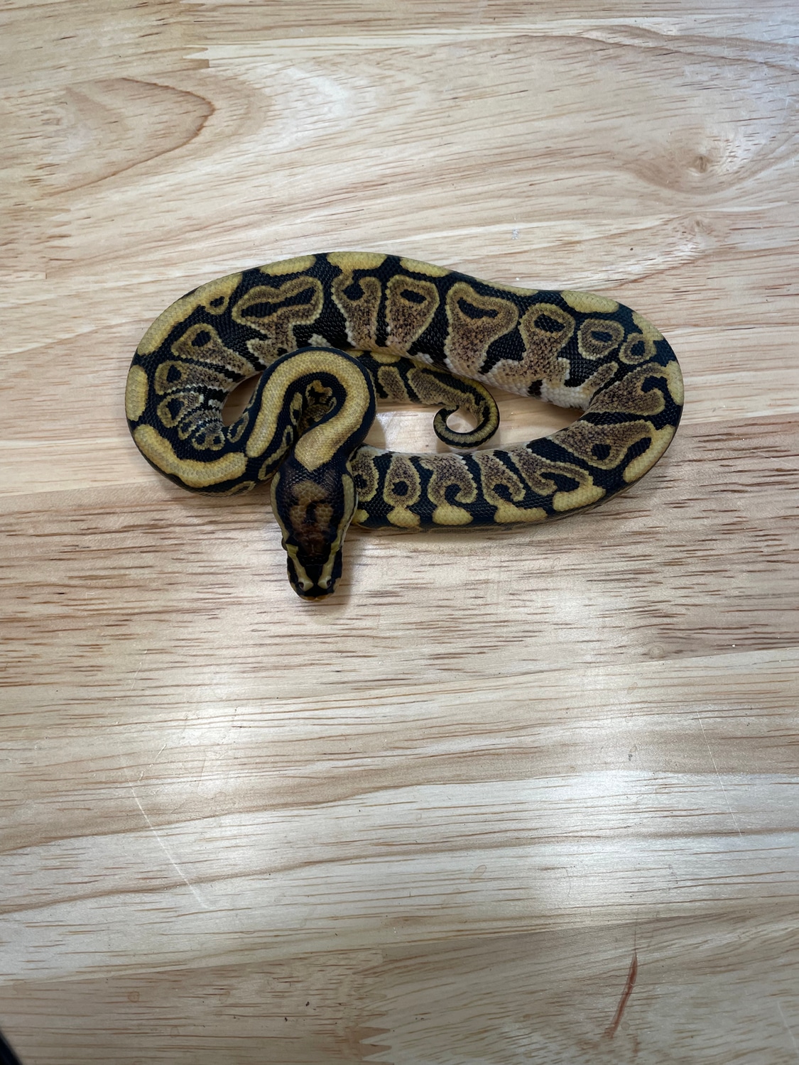 Spotnose Het Clown 50% Het Piebald Ball Python by Mountain Man ...