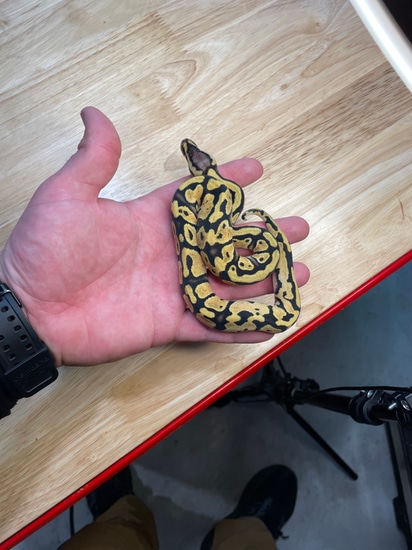 Pastel Spotnose Red Stripe Het Clown 50% Het Piebald One Eye Ball ...