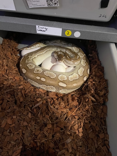 Cinnamon Lesser Ball Python by Mountain Man Constrictors LLC