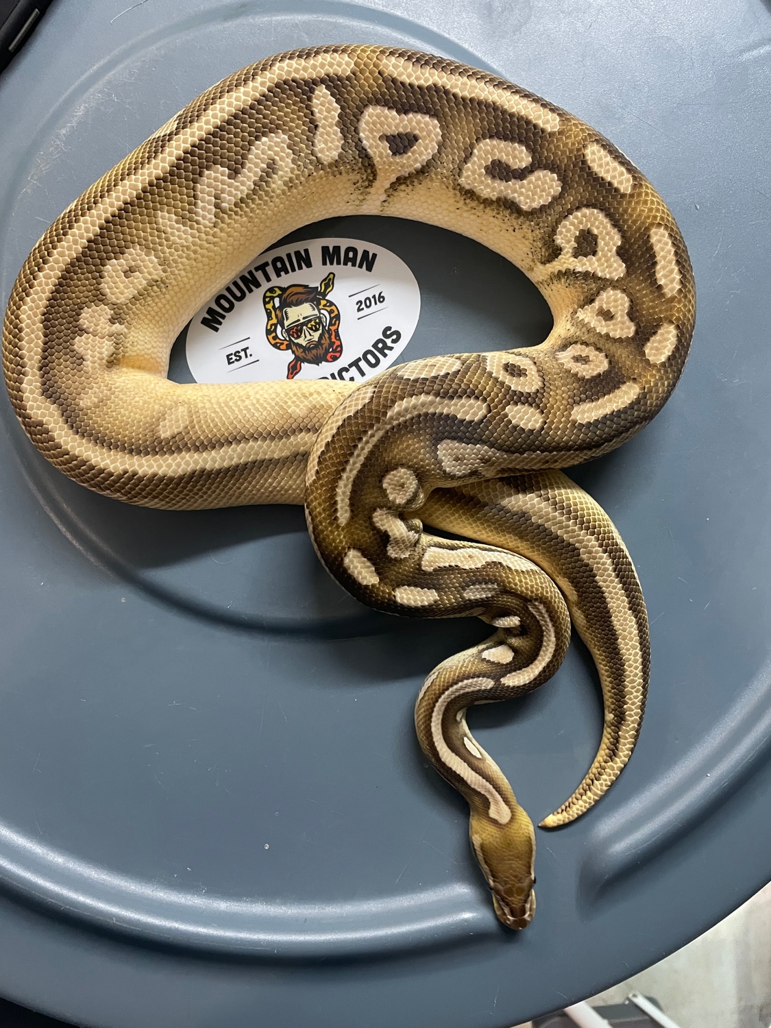 Pastel Mojave Asphalt Het Pied Ball Python by Mountain Man Constrictors ...