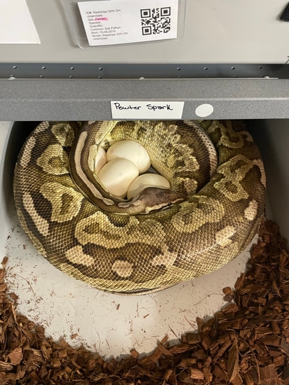 Pewter Spark Ball Python by Mountain Man Constrictors LLC