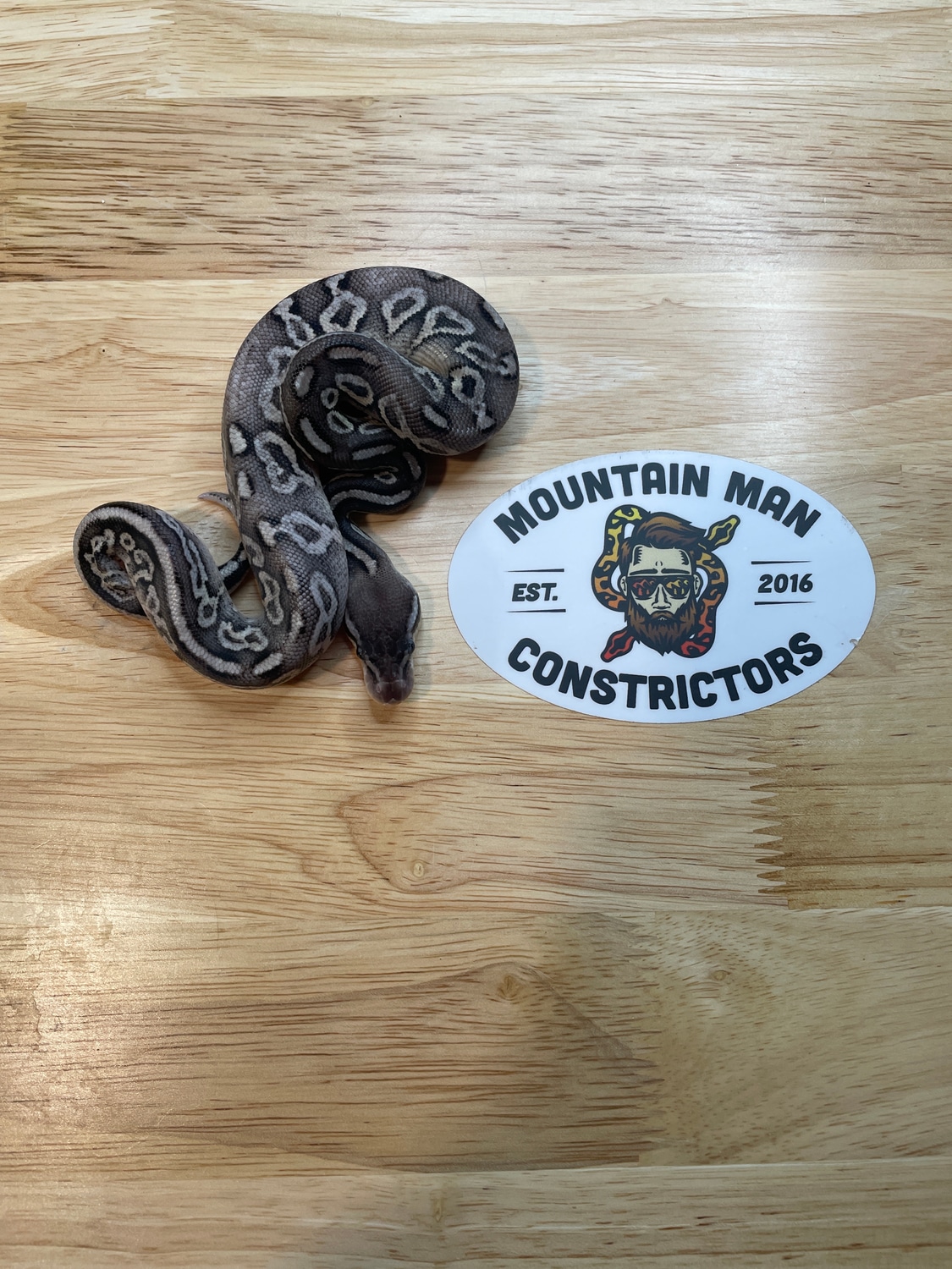 Pewter 50% Het Piebald Ball Python by Mountain Man Constrictors LLC - MorphMarket