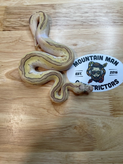 Free ️ Pastel Spotnose Red Stripe Lesser Clown 50% Het Piebald Ball ...