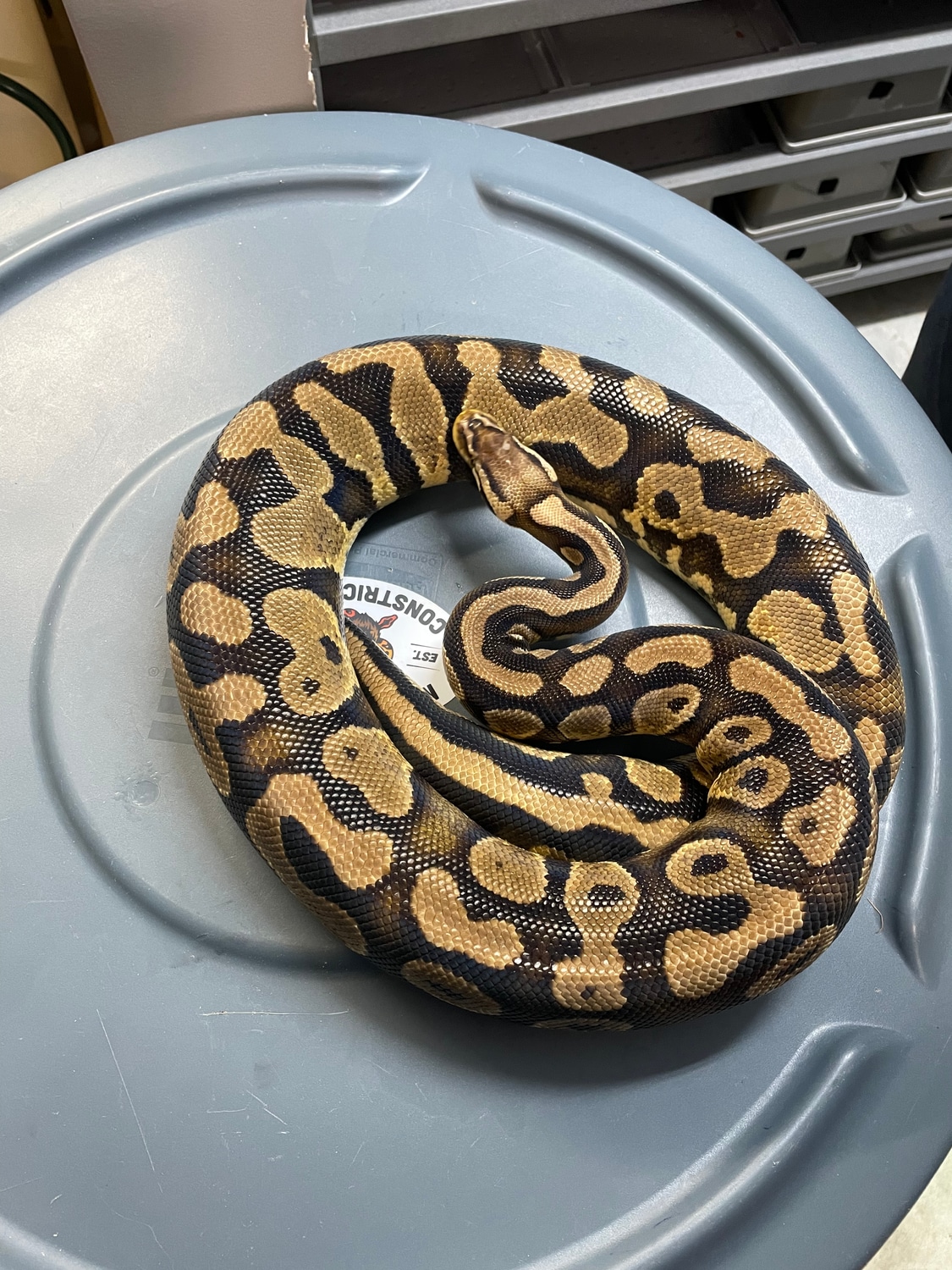 Pastel Asphalt Ball Python by Mountain Man Constrictors LLC - MorphMarket