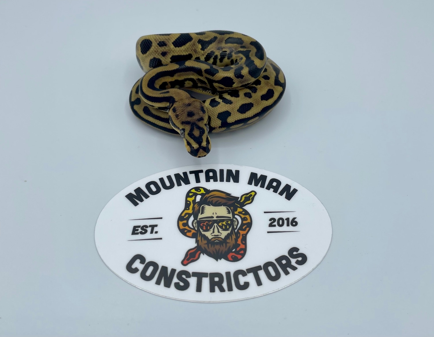 Spotnose Leopard YB Red Stripe Het Clown 66% Het Piebald Ball Python by ...