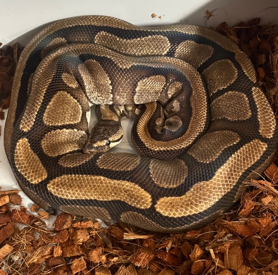 Red Stripe 50% Het Clown 50% Het Pied Ball Python by Mountain Man ...