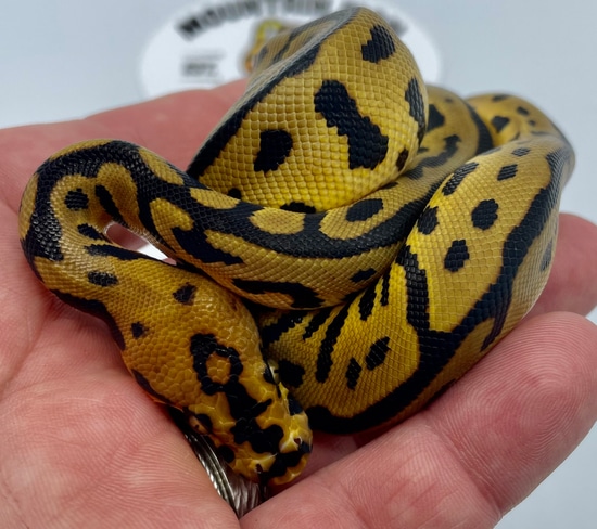 Red Stripe YB Batman 66% Het Piebald Ball Python by Mountain Man Constrictors LLC