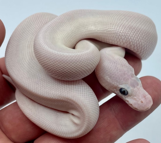 Blue Eyed Lucy (Moj Rus) Pos Black Pewter Pos Asphalt 50% Het Piebald ...