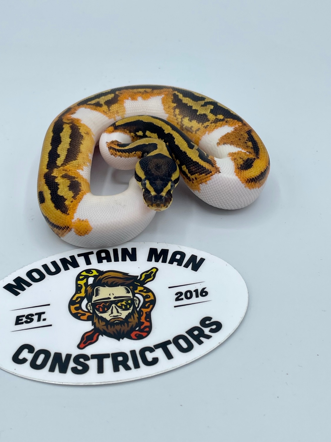 Leopard Yellow Belly Piebald 50% Het Clown Ball Python by Mountain Man Constrictors LLC ...