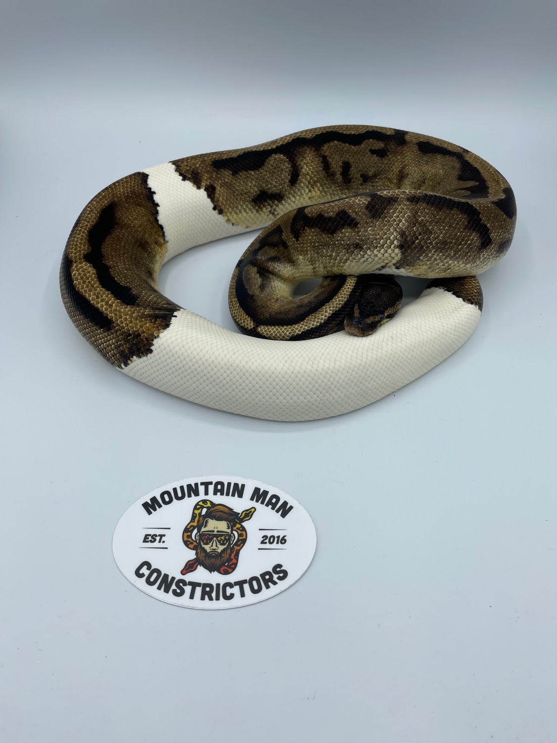 Pied Ball Python by Mountain Man Constrictors LLC - MorphMarket