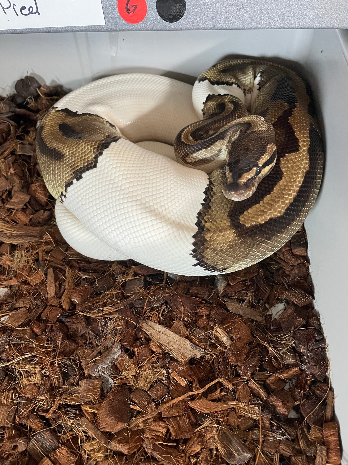 Pied Ball Python by Mountain Man Constrictors LLC - MorphMarket