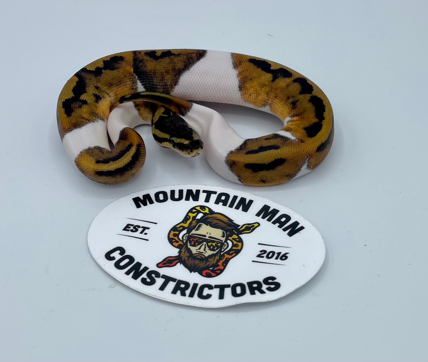 Piebald Ball Python by Mountain Man Constrictors LLC - MorphMarket