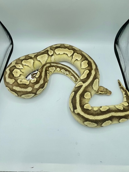 Pastel Lesser Het Clown Ball Python by Mountain Man Constrictors LLC