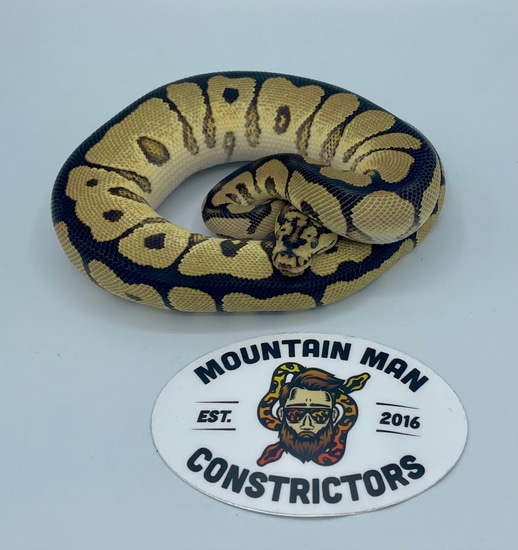 Spotnose Red Stripe Clown 50% Het Piebald Ball Python by Mountain Man ...