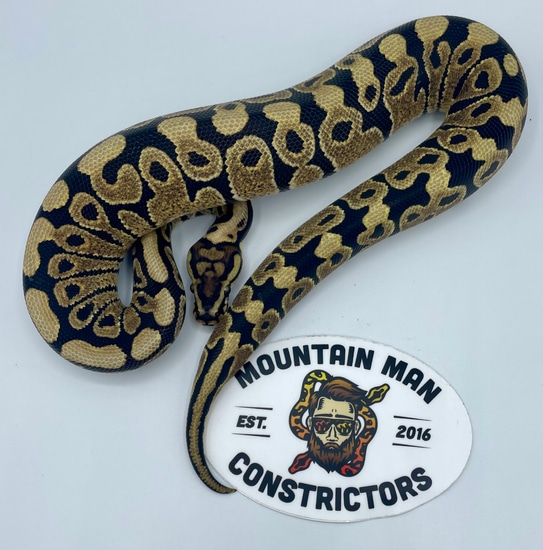 Spotnose Het Clown 50% Het Piebald Ball Python by Mountain Man ...