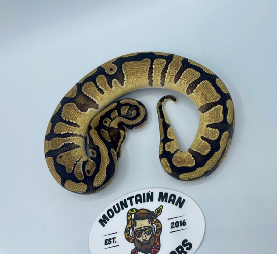 Spotnose Red Stripe Het Clown 50% Het Piebald Ball Python by Mountain ...