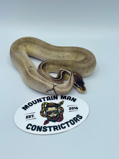 Cinnamon Mojave Asphalt Spark 50% Het Piebald Ball Python by Mountain ...