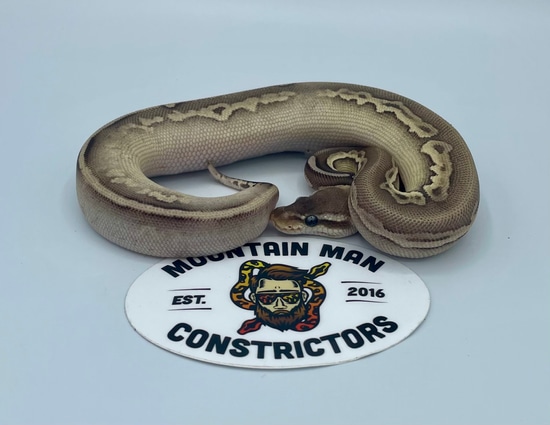 Pewter Mojave Asphalt/Spark 50% Het Piebald Ball Python by Mountain Man ...