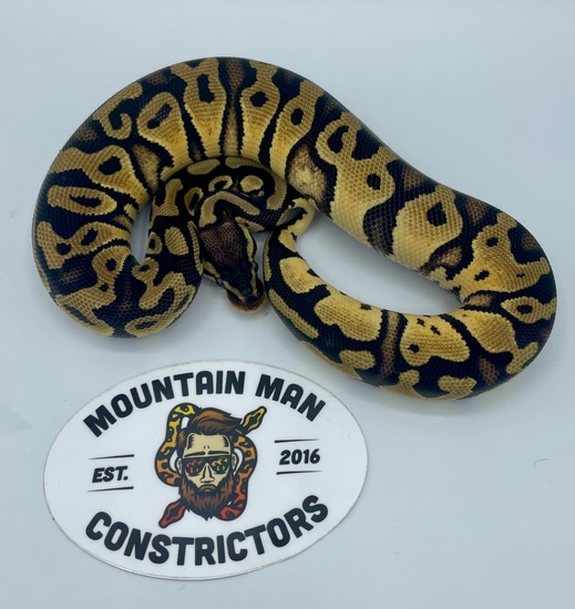 Pastel Asphalt/Spark 50% Het Piebald Ball Python by Mountain Man ...