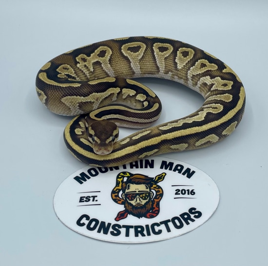 Mojave Asphalt/Spark 50% Het Piebald Ball Python by Mountain Man ...