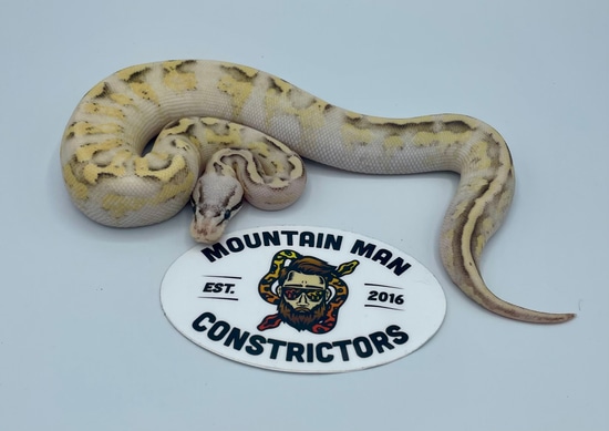 Super Pastel Mojave Asphalt Spark 50% Het Piebald Ball Python by ...