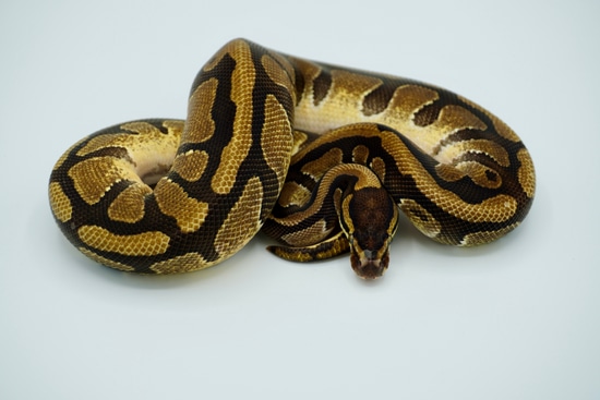 Spotnose Red Stripe Het Clown 50% Het Piebald Ball Python by Mountain ...