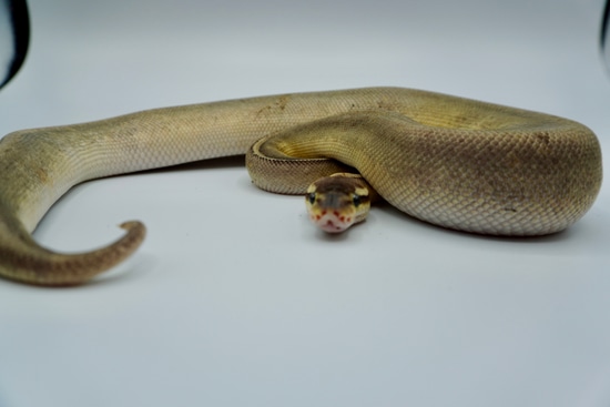 Pewter Mojave Asphalt Spark 50% Het Piebald Ball Python by Mountain Man ...
