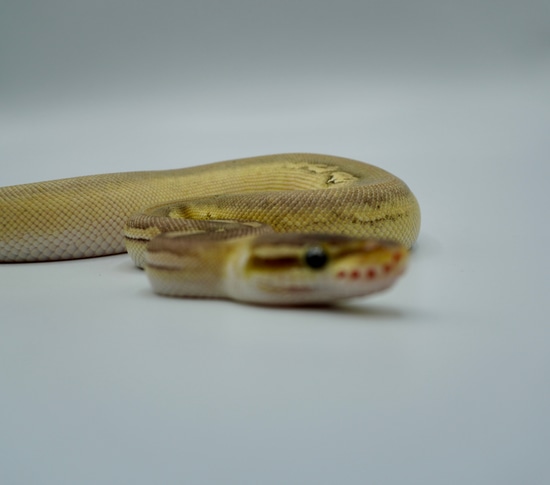 Pewter Mojave Asphalt Spark 50% Het Piebald Ball Python by Mountain Man ...