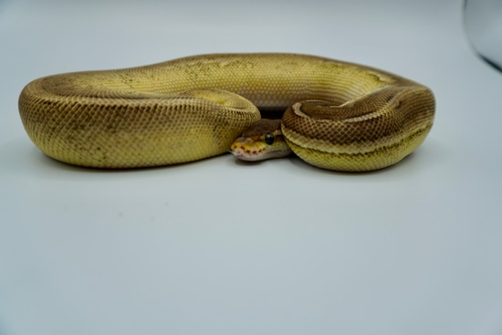 Cinnamon Mojave Asphalt Spark 50% Het Piebald Ball Python by Mountain ...
