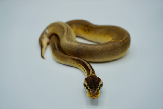 Cinnamon Mojave Asphalt Spark 50% Het Piebald Ball Python by Mountain ...